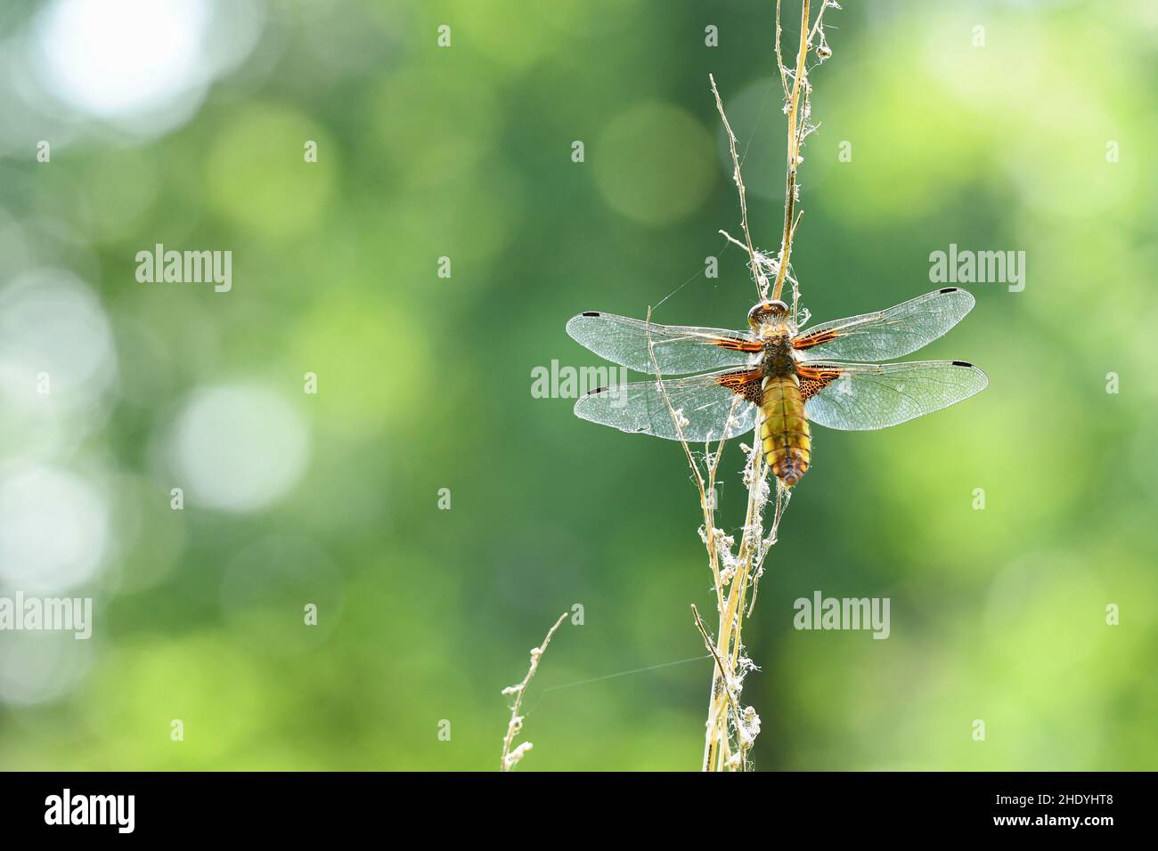 blue darter dragonfly, blue darter dragonflies Stock Photo - Alamy