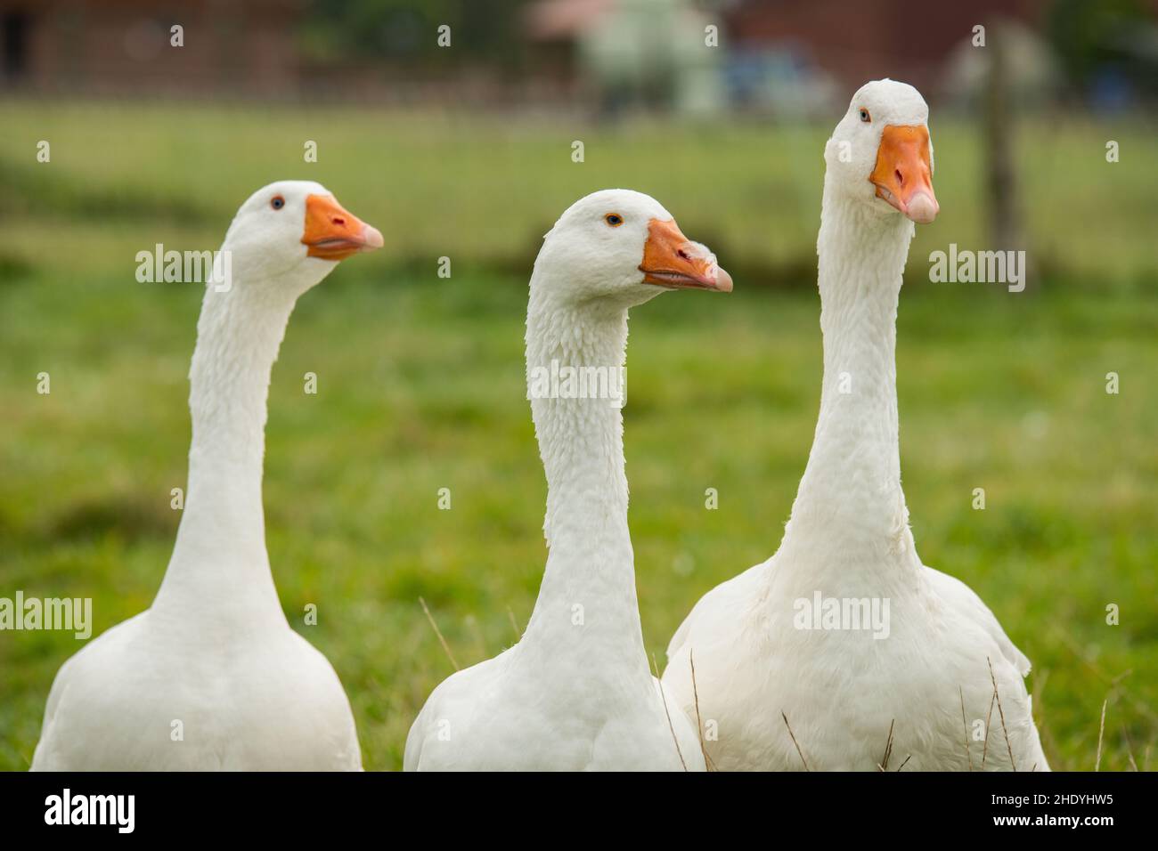 Geeses gooses hi-res stock photography and images - Alamy