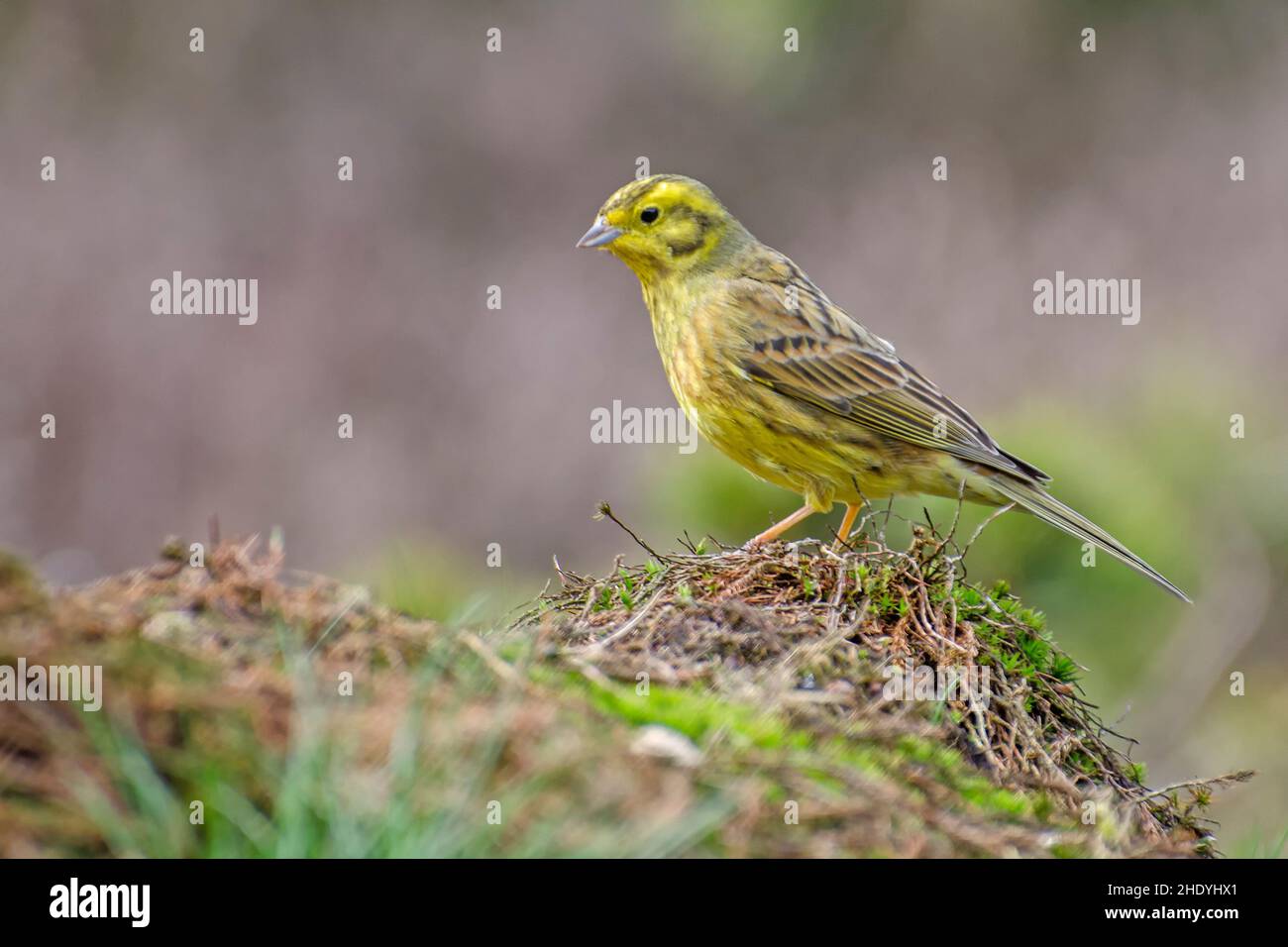 Goldammer hi-res stock photography and images - Alamy