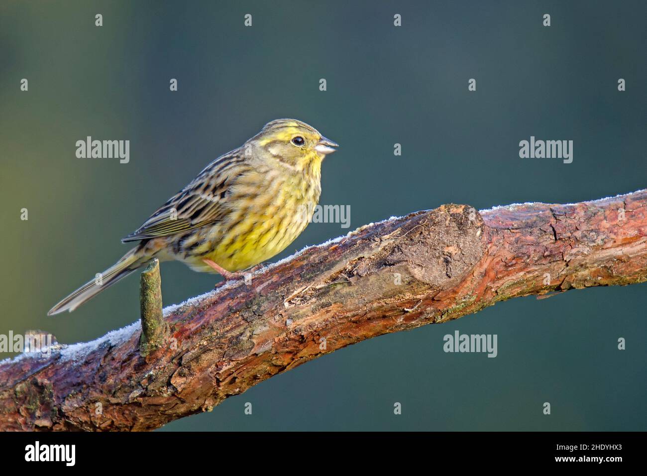 Goldammer hi-res stock photography and images - Alamy