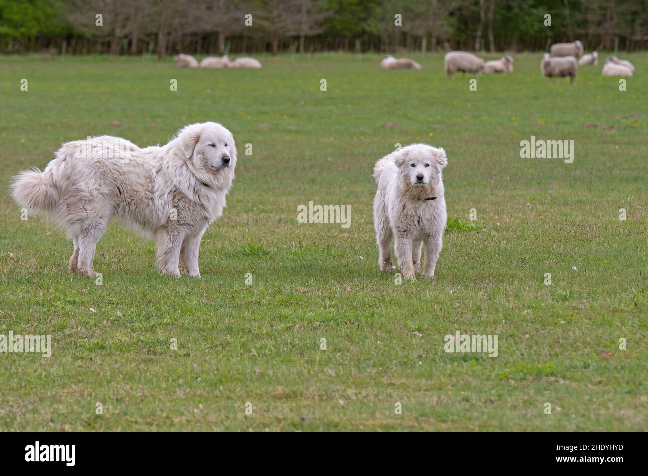 Pyrenean sheep dog hi-res stock photography and images - Alamy