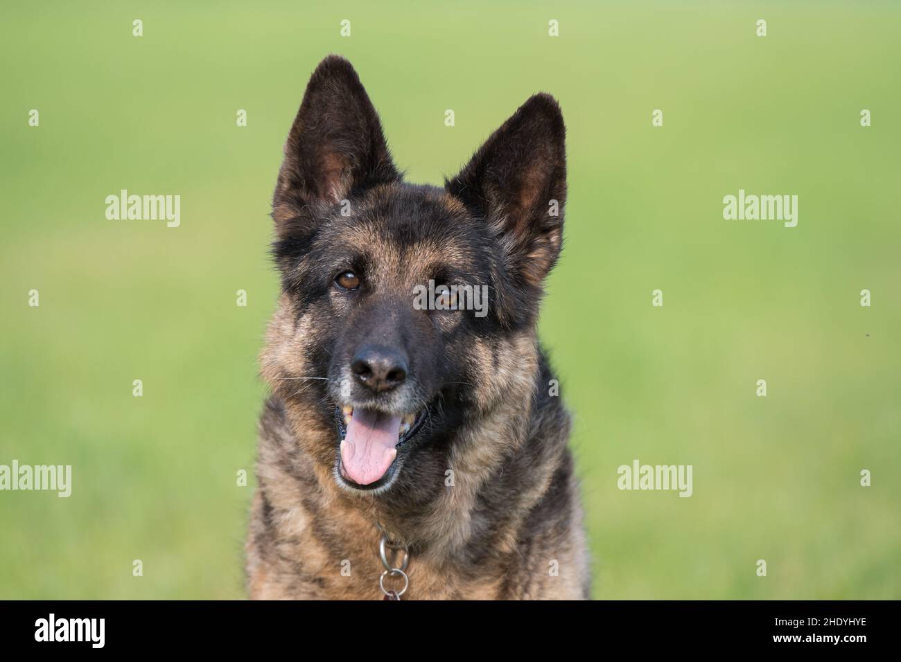 German shepherds hi-res stock photography and images - Alamy
