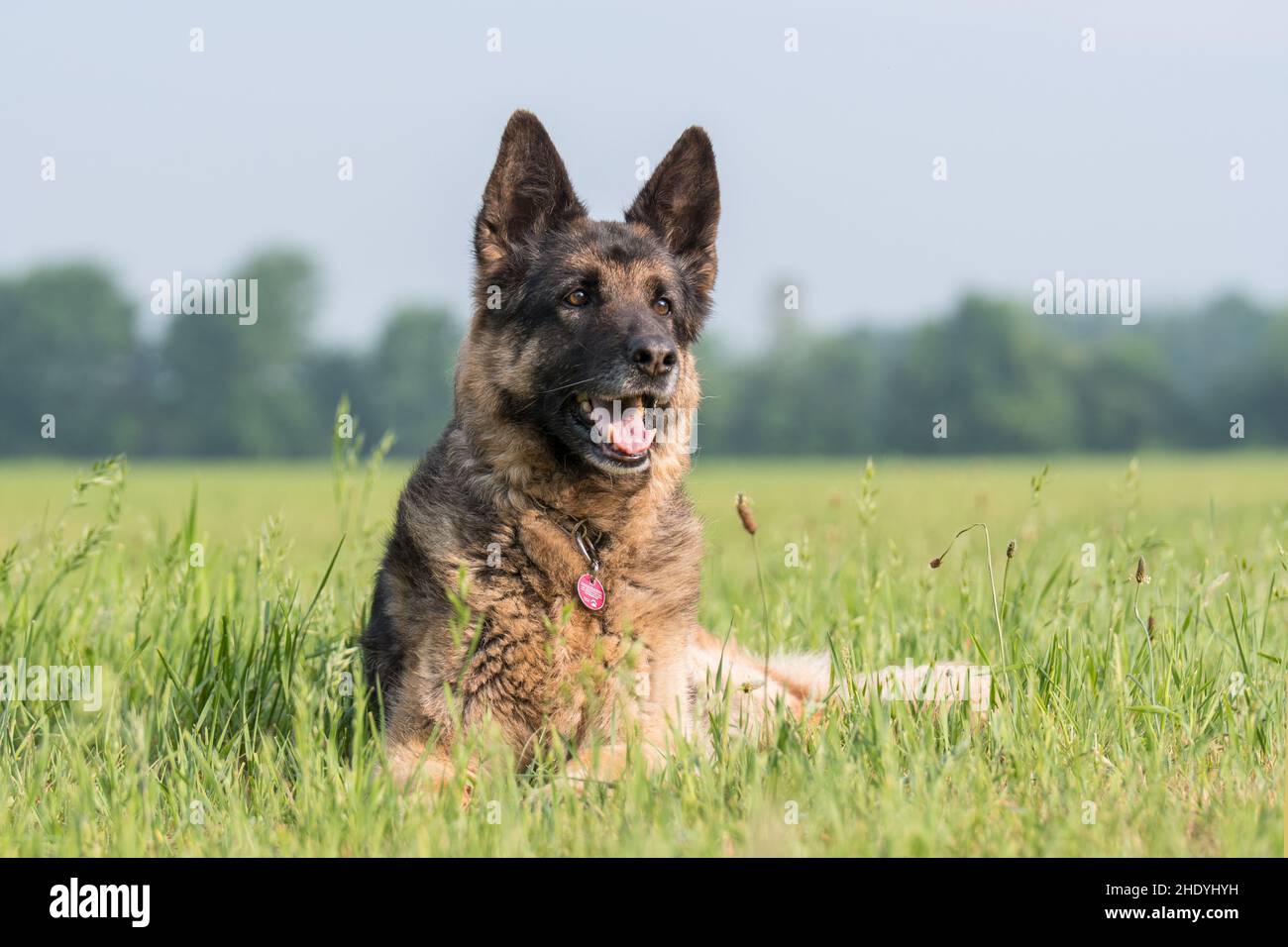 German shepherds hi-res stock photography and images - Alamy