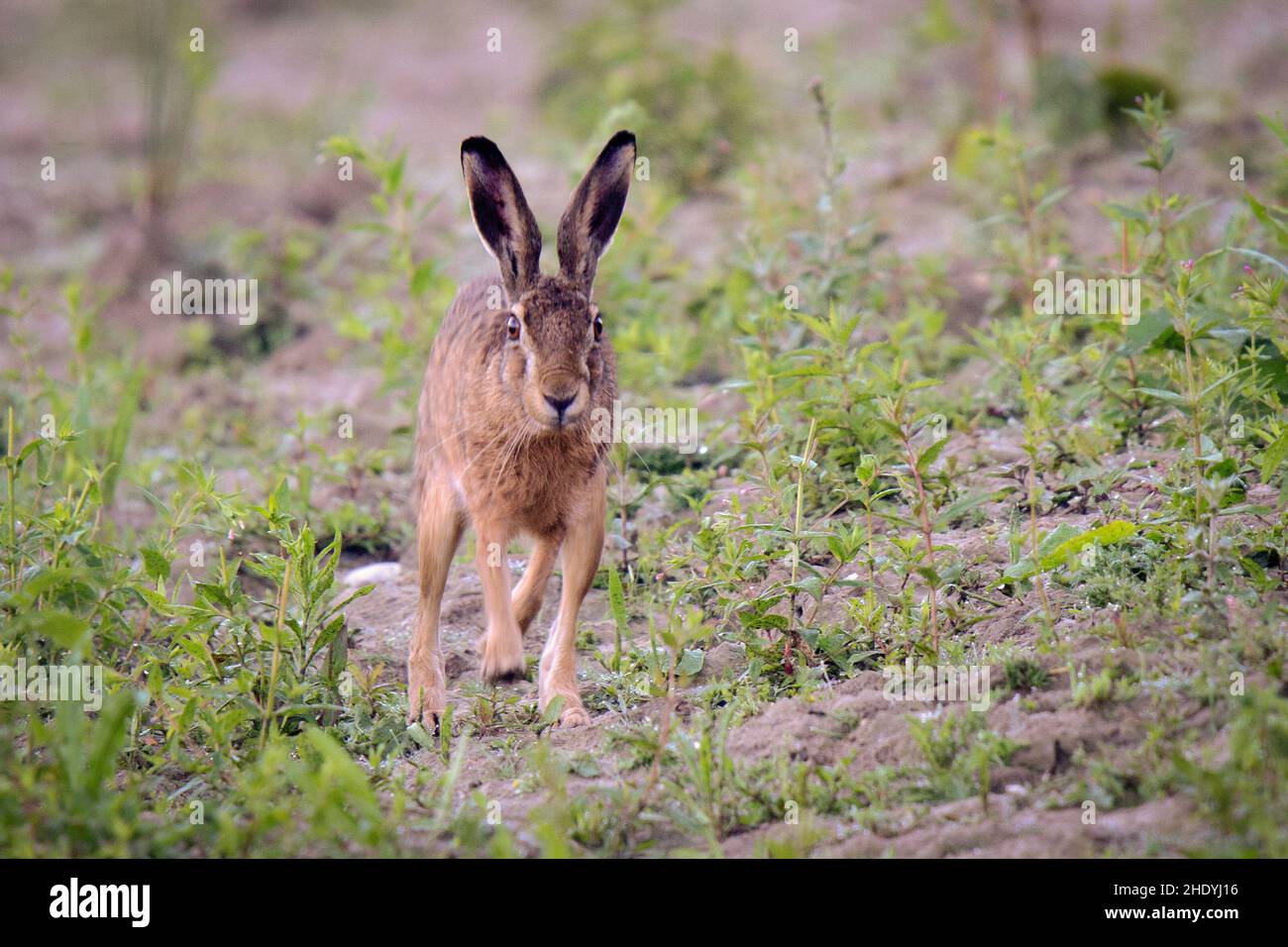 Rabbits and hares hi-res stock photography and images - Alamy