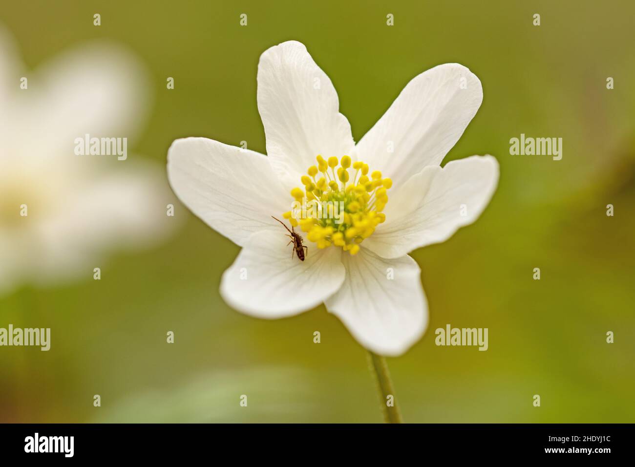 insect, windflower, insects, windflowers Stock Photo - Alamy