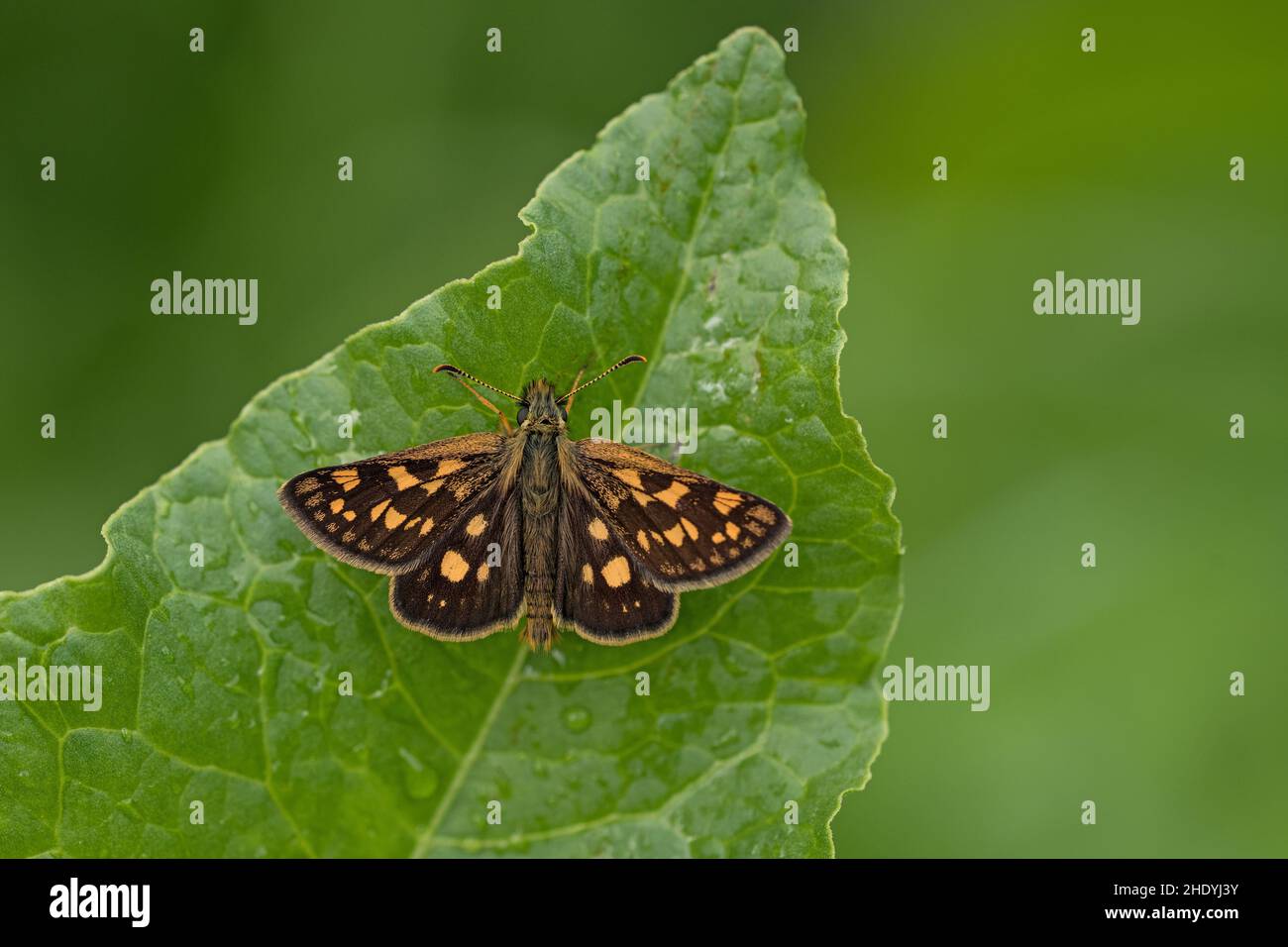 Chequered skipper butterflies hi-res stock photography and images - Alamy