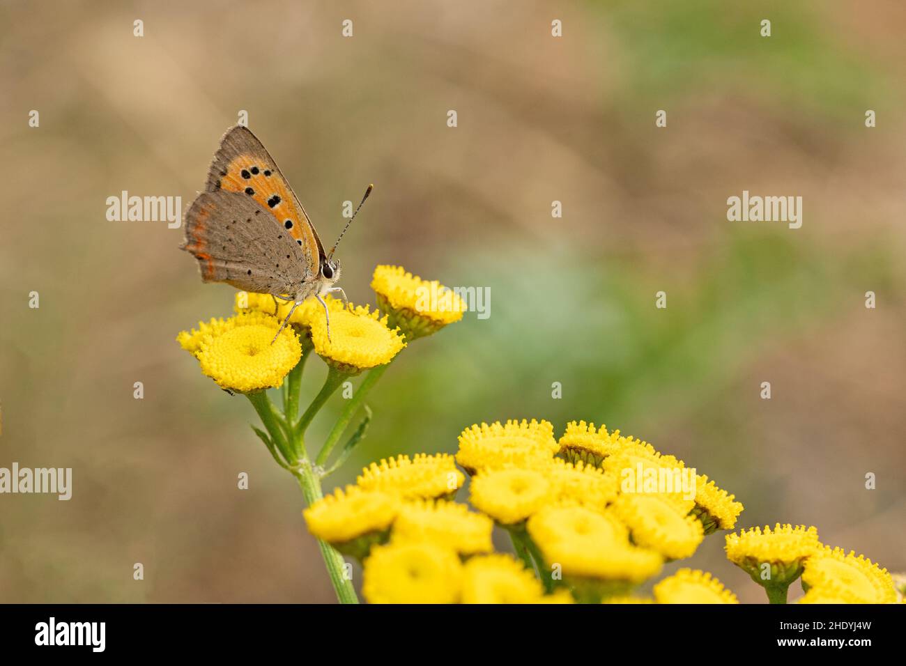 Copper 1 hi-res stock photography and images - Alamy