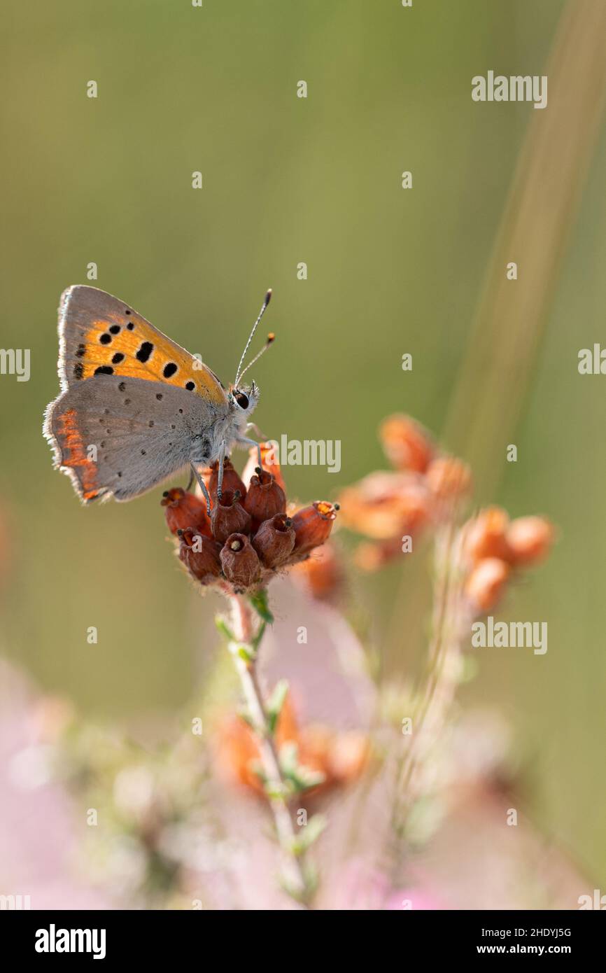 Blue copper butterfly hi-res stock photography and images - Alamy