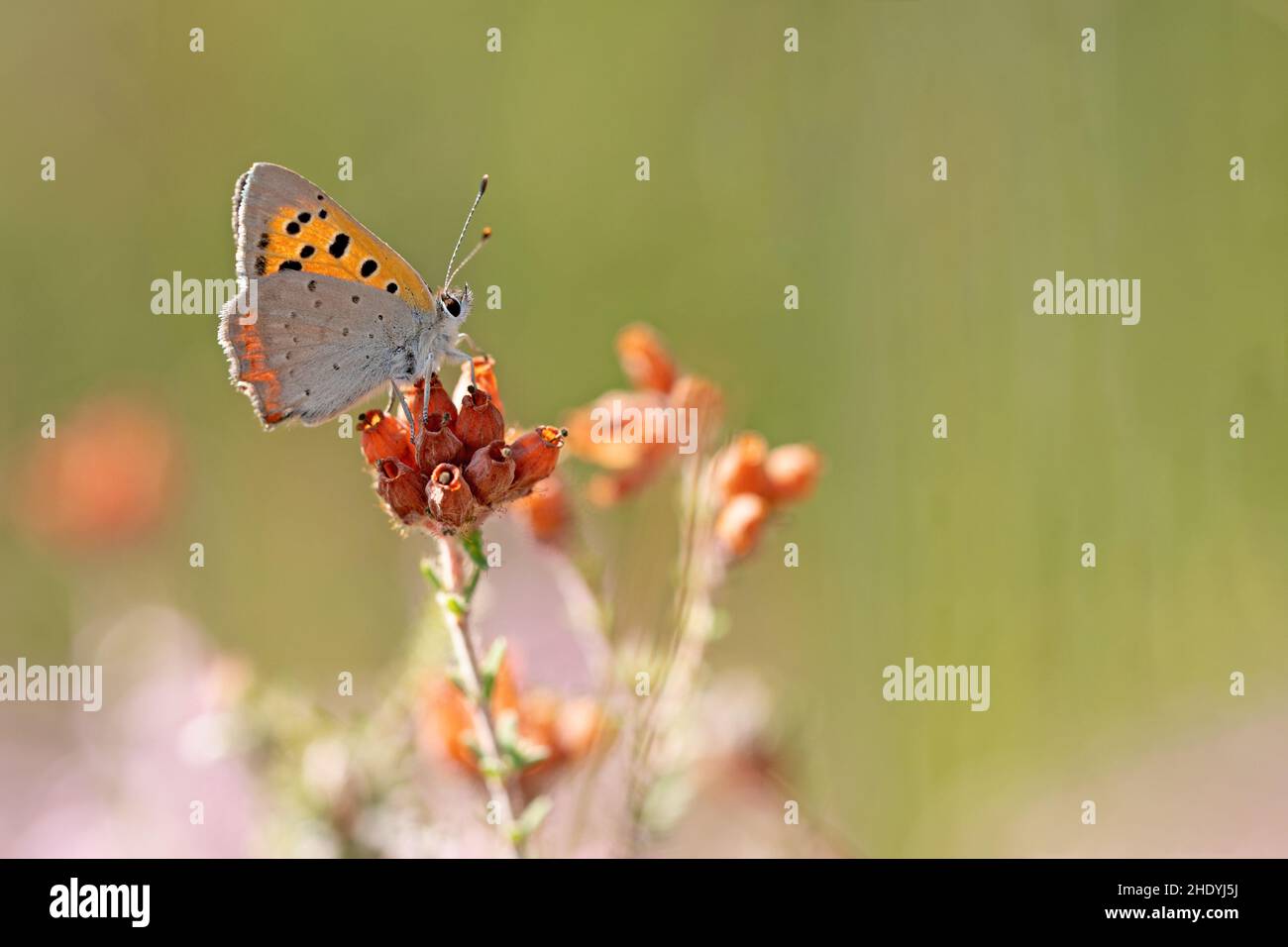 Blue copper butterfly hi-res stock photography and images - Alamy