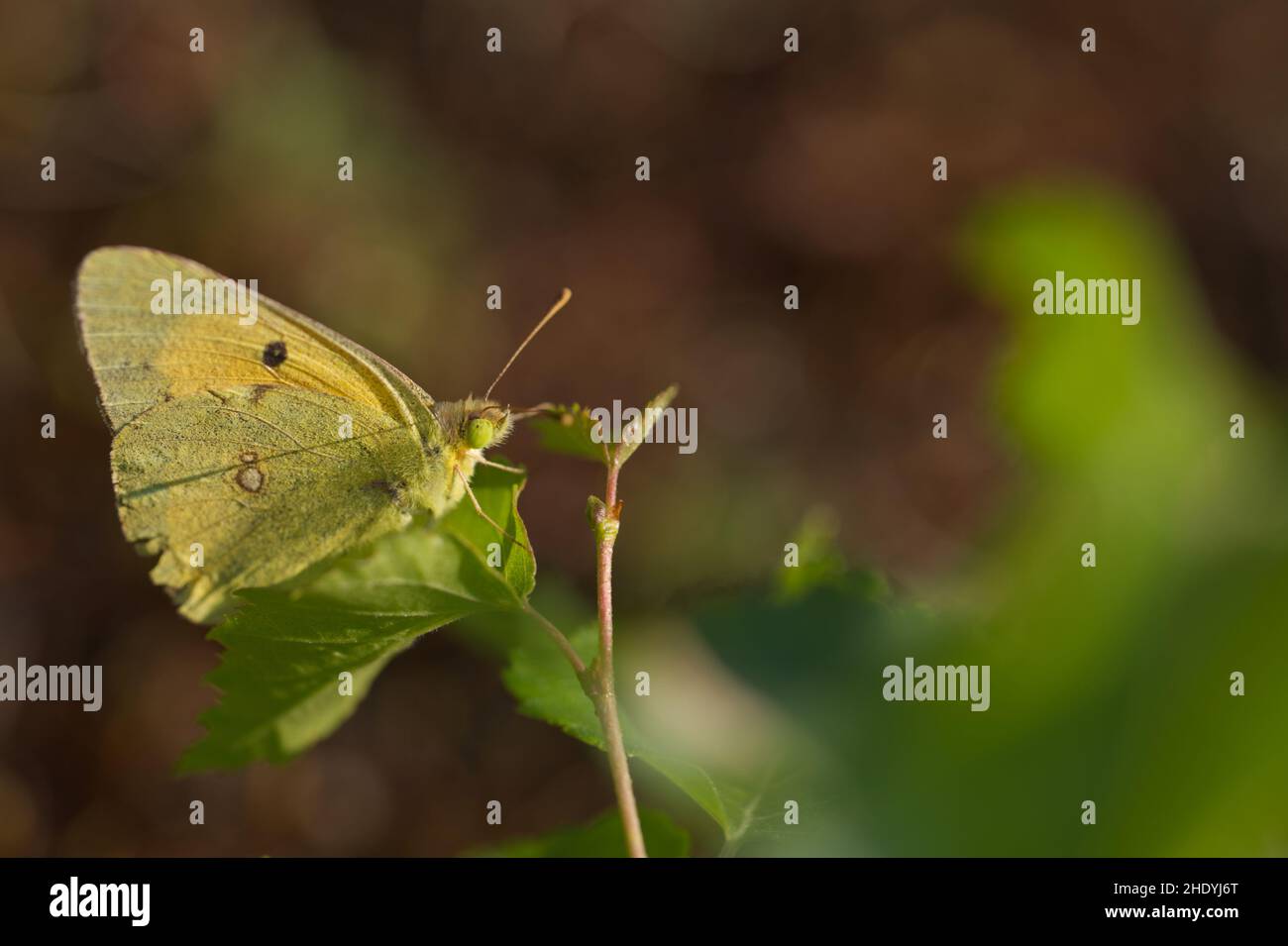 Postillon butterfly hi-res stock photography and images - Alamy