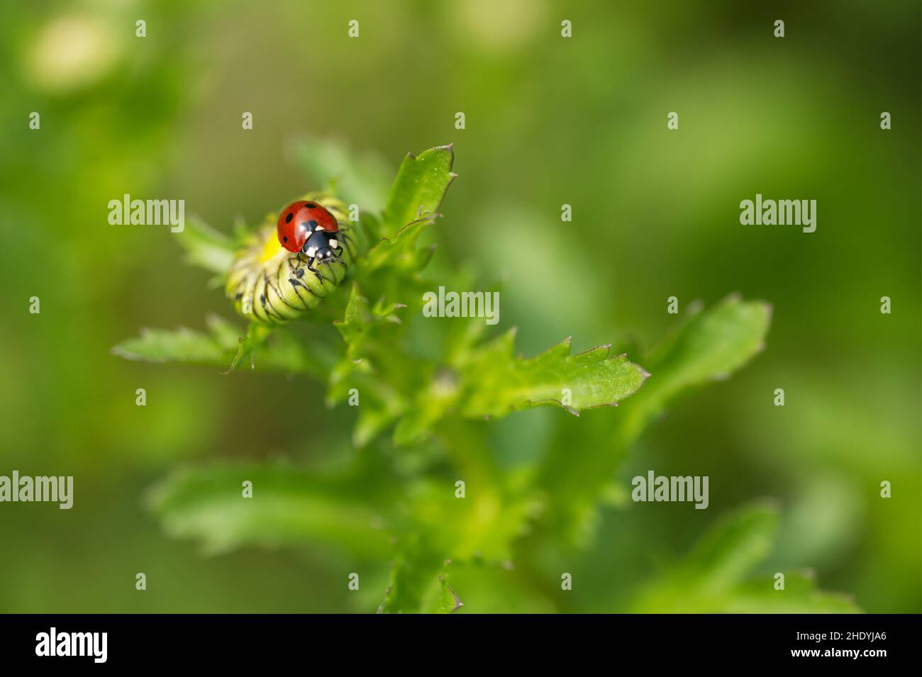 20 spot ladybird hi-res stock photography and images - Alamy