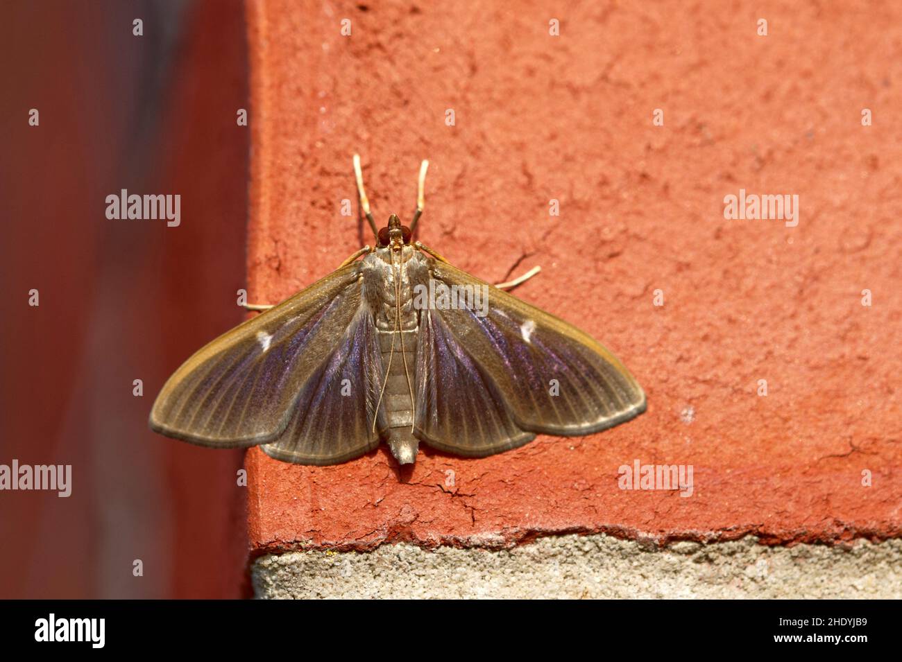 box tree moth Stock Photo - Alamy
