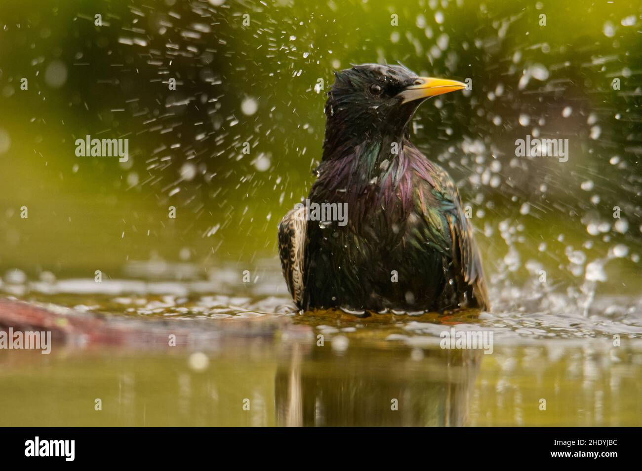 Waterbath hi-res stock photography and images - Alamy