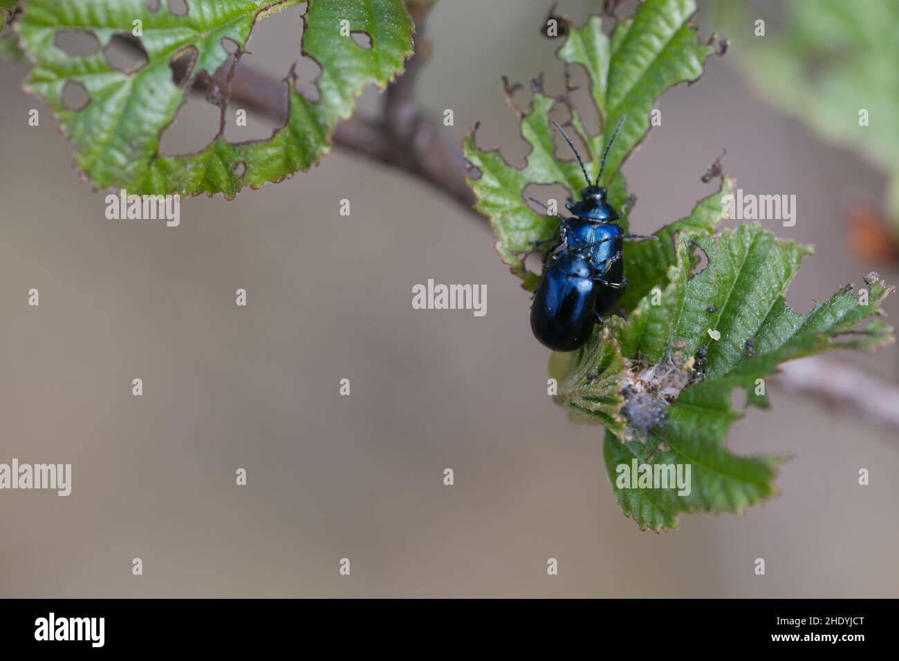 Alder beetle hi-res stock photography and images - Alamy