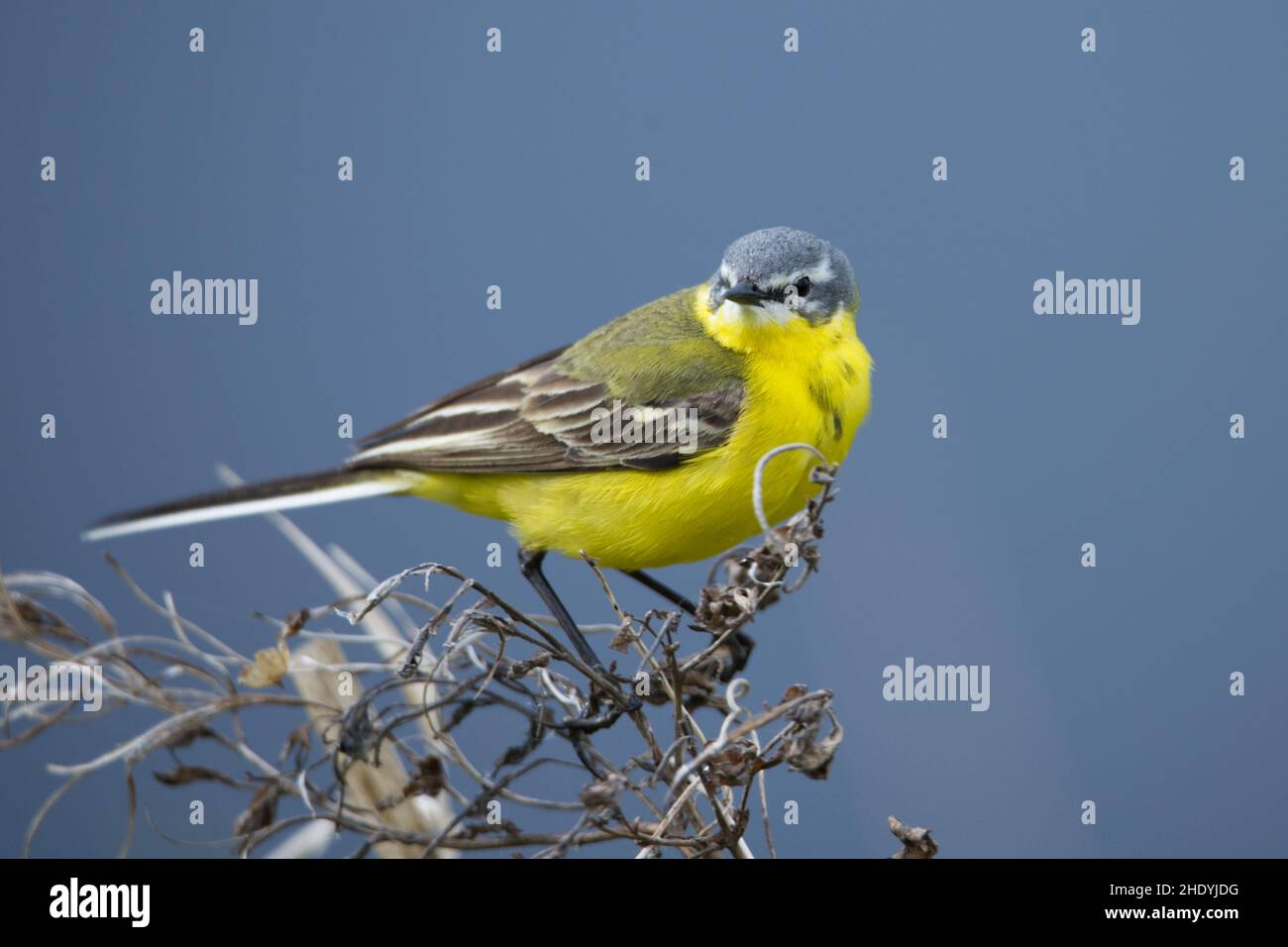 blue-headed wagtail, yellow wagtails Stock Photo - Alamy