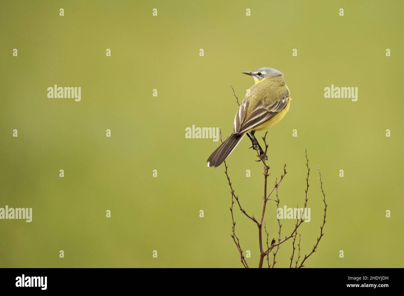 blue-headed wagtail, yellow wagtails Stock Photo - Alamy