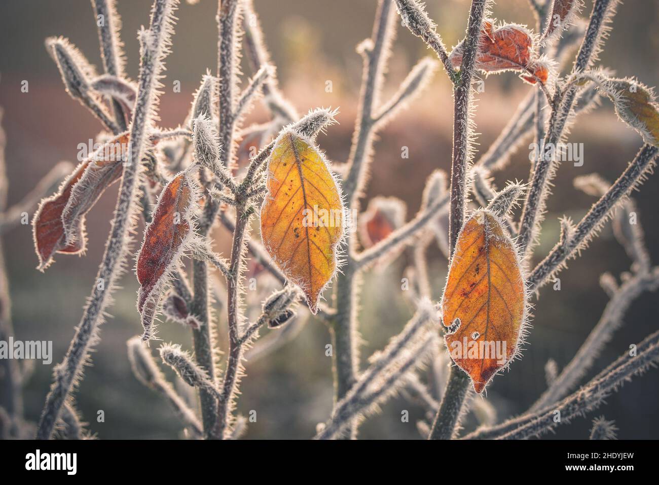 frost, rime, frosts, rimes Stock Photo - Alamy