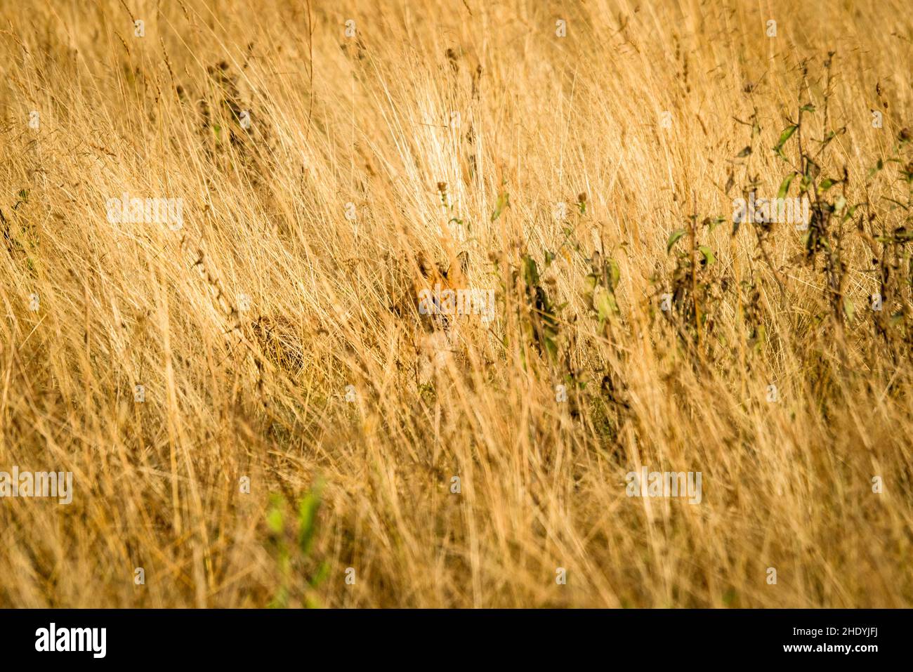 camouflage, hiding, fox, camouflages, hide, foxs Stock Photo - Alamy