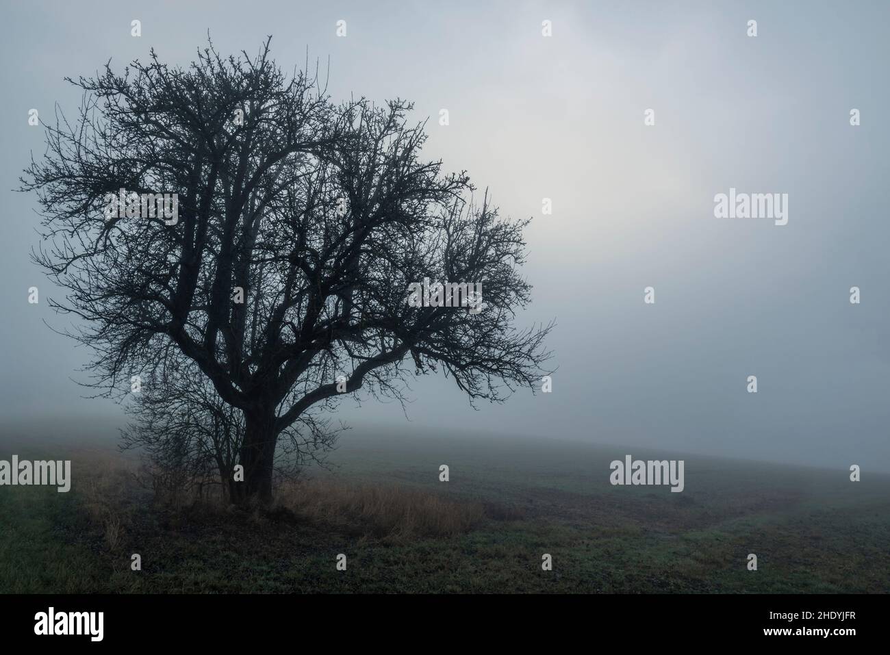 tree, mist, trees, mists Stock Photo - Alamy