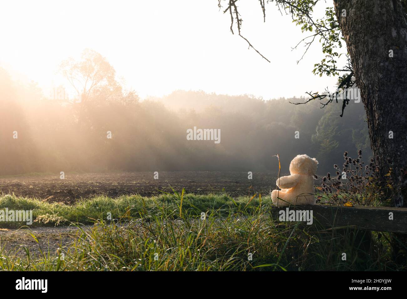 forest, alone, teddy bear, forests, wood, woodland, woods, alones ...