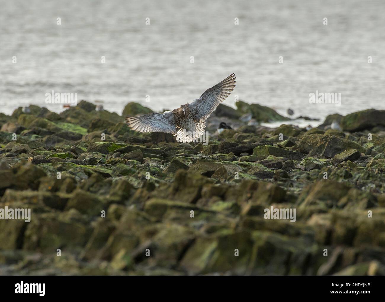 Curlew (Numenius arquata), landing on rocky shoreline, Solway estuary ...