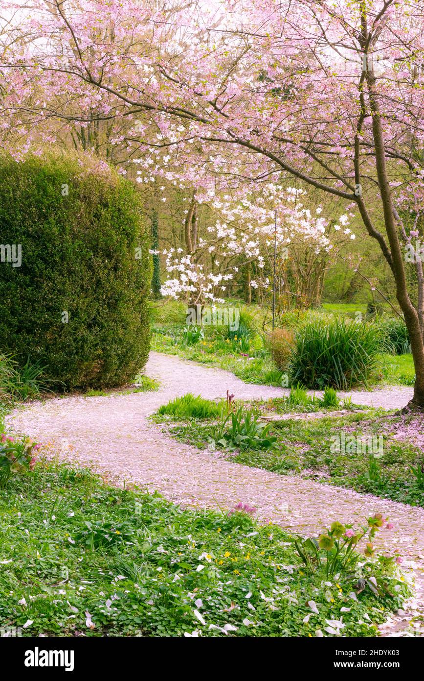 footpath, park, cherry blossom, footpaths, parks, cherry blossoms Stock ...