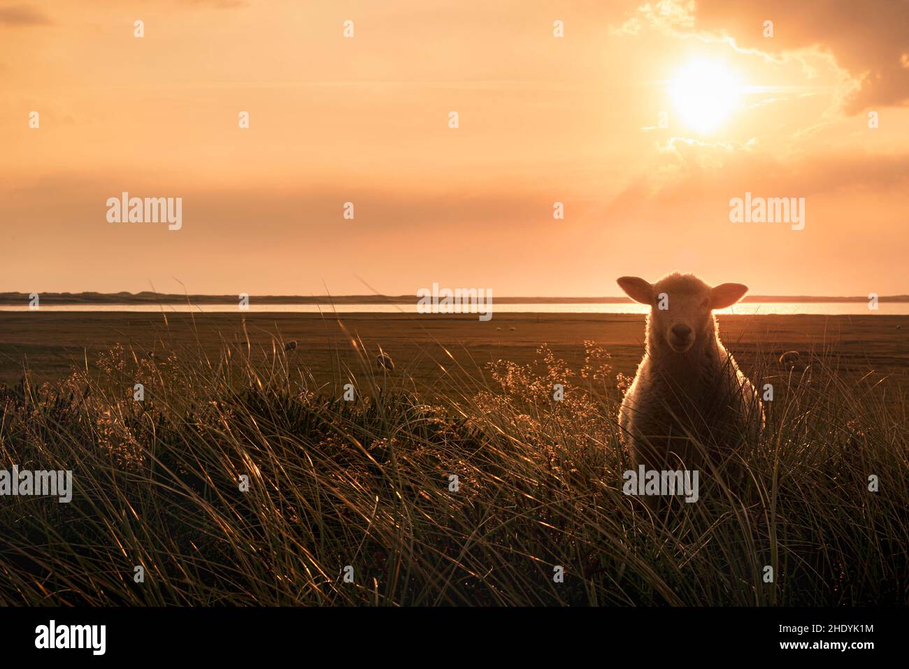 sunset, sheep, sunsets, sheeps Stock Photo - Alamy