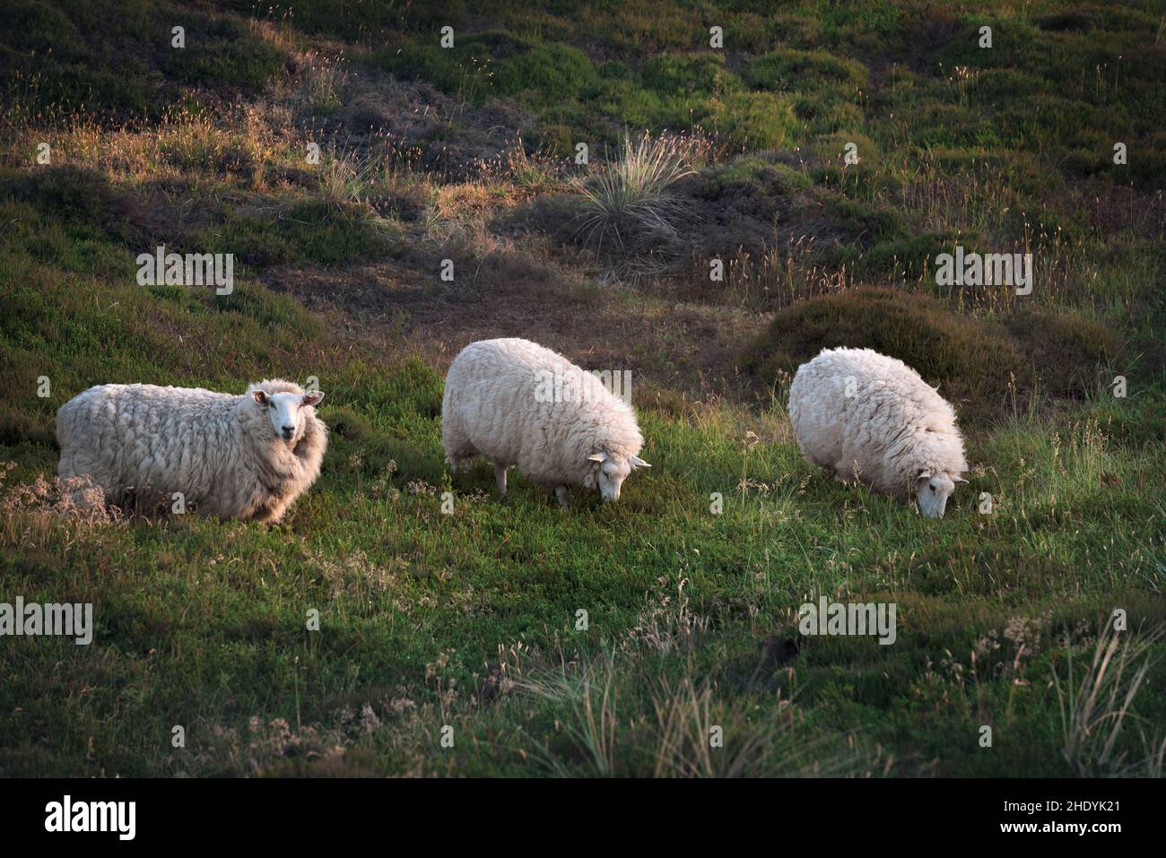 Sheep at twilight grazing hi-res stock photography and images - Alamy