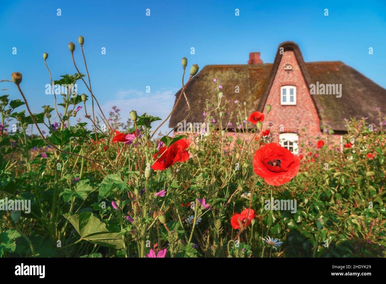 poppies, thatched-roof house, poppy, thatched-roof houses Stock Photo ...