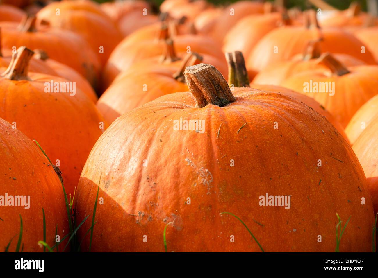 squash, vegetables, squashs, vegetable Stock Photo - Alamy
