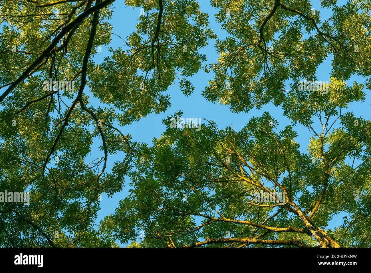 foliage, deciduous, foliages Stock Photo - Alamy