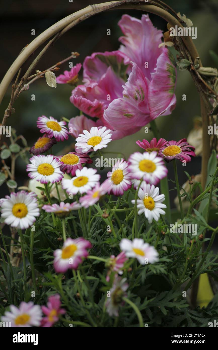 tulip, daisy, tulips, daisies Stock Photo - Alamy