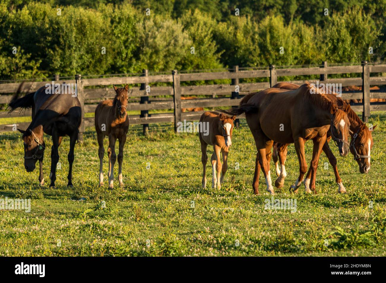 Horses in the riding park in Pennsylvania Stock Photo - Alamy
