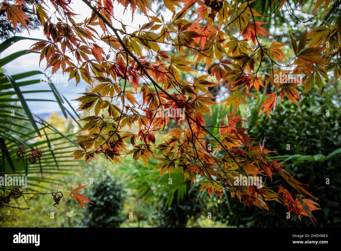 maple tree, japanese maple, maple trees, japanese, japanese maples ...
