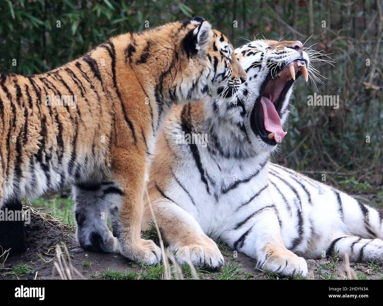 Duisburg, Germany. 07th Jan, 2022. The approximately eight-month-old ...