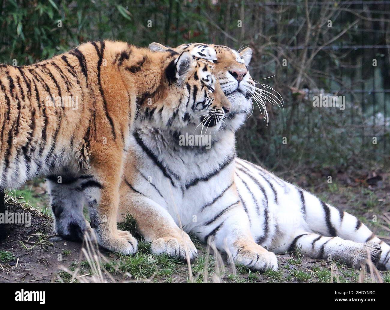 Duisburg, Germany. 07th Jan, 2022. The approximately eight-month-old ...
