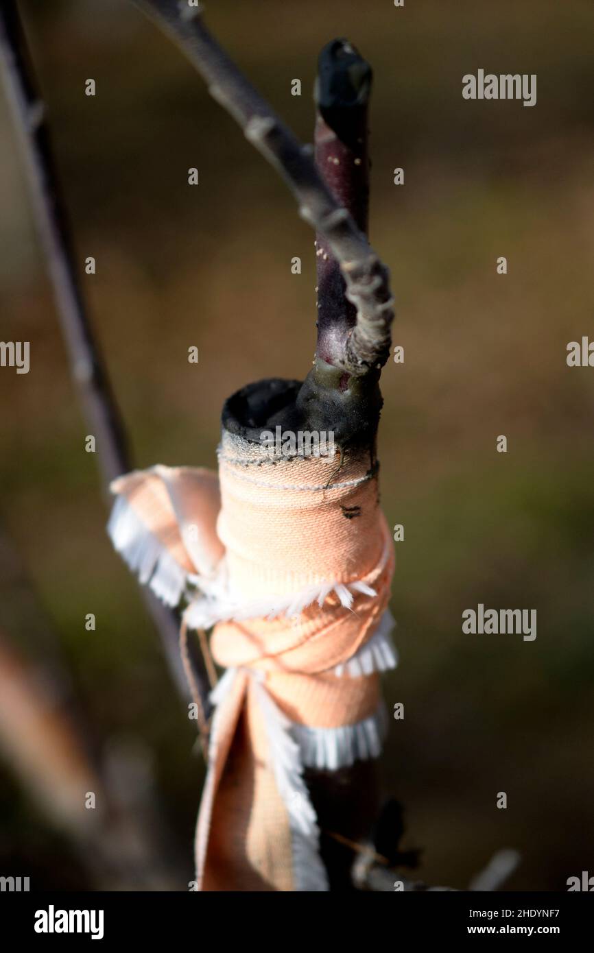 grafted apple fruit tree Stock Photo - Alamy