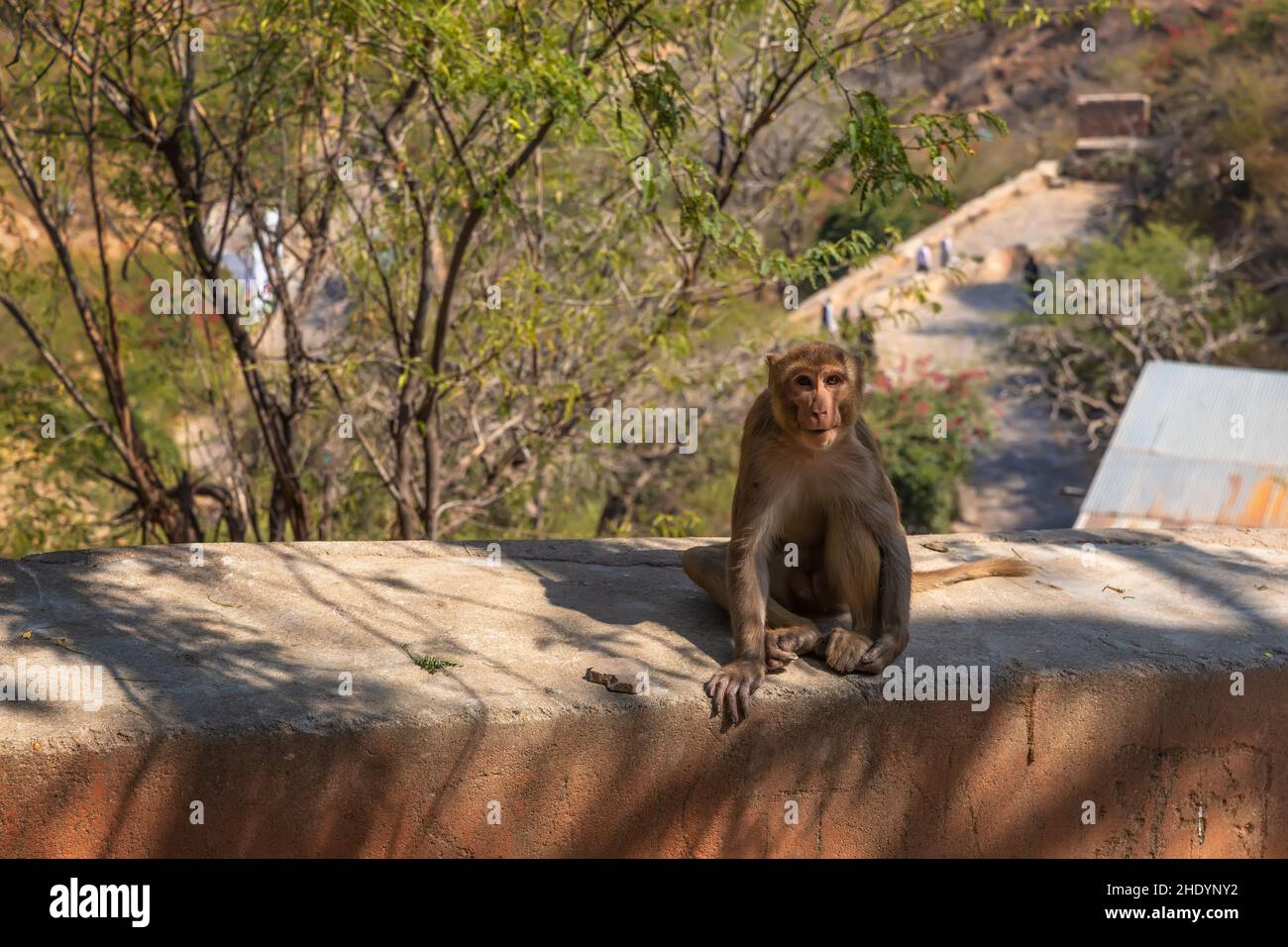 monkey, monkeys, primates Stock Photo - Alamy