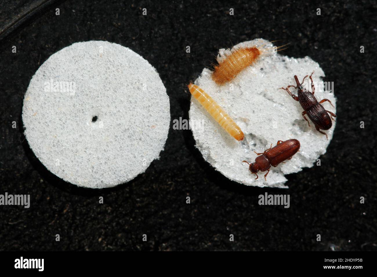 storage pest kit. Esperiment Stock Photo - Alamy