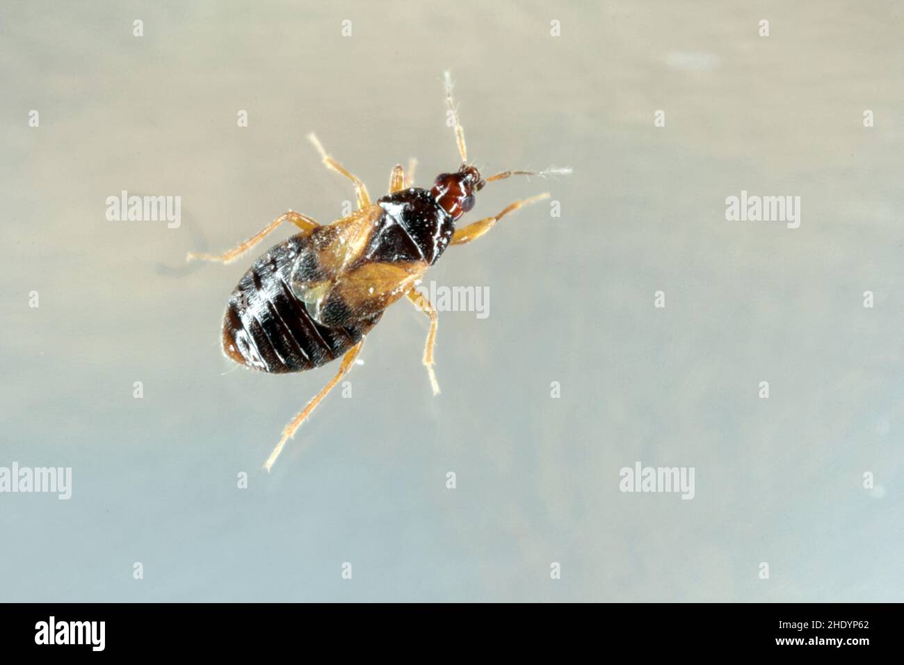 Minute pirate bugs or called flower bugs (Anthocoridae) is a family of ...