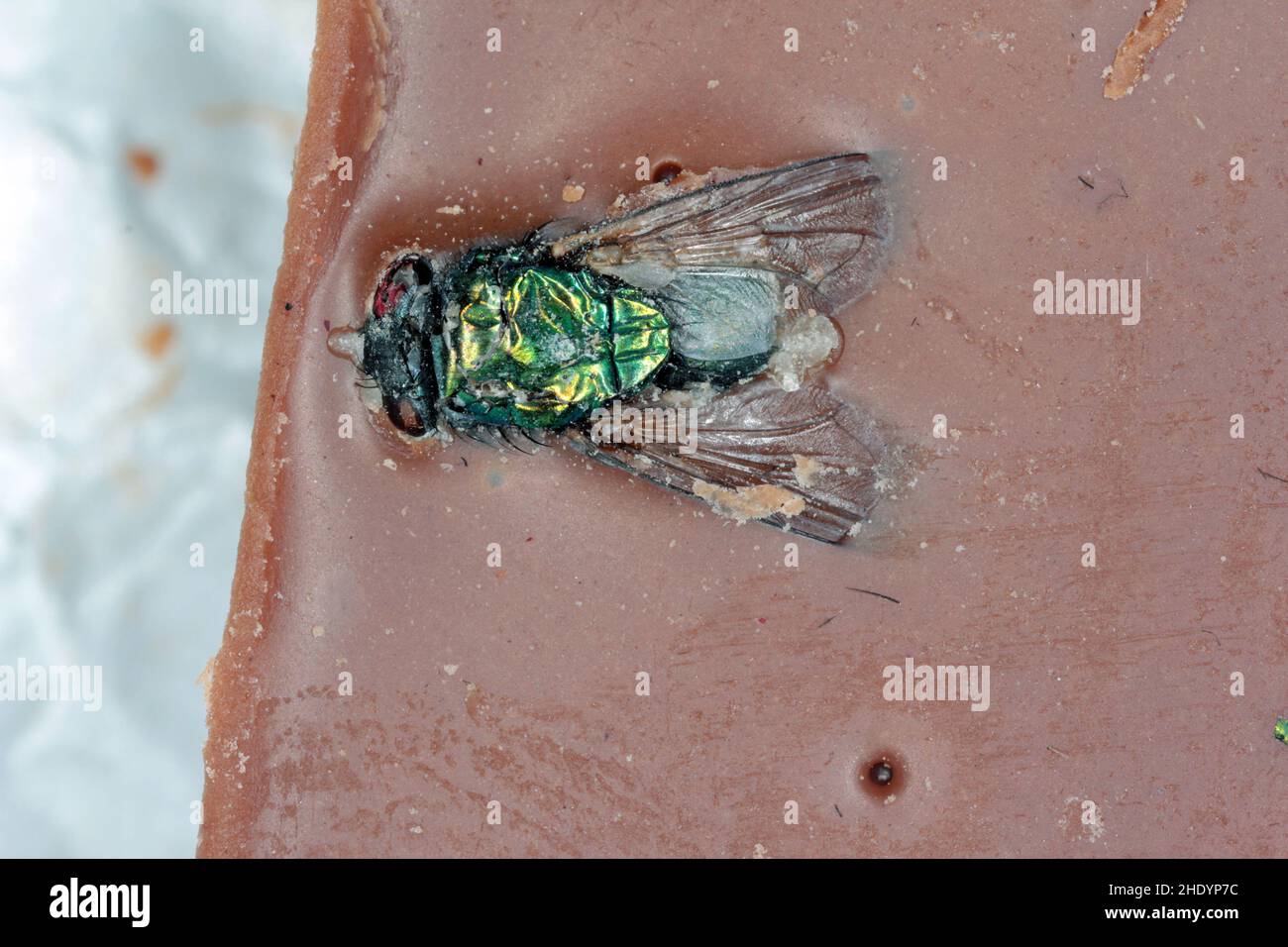 A fly blended into a chocolate bar. Insect in food Stock Photo - Alamy
