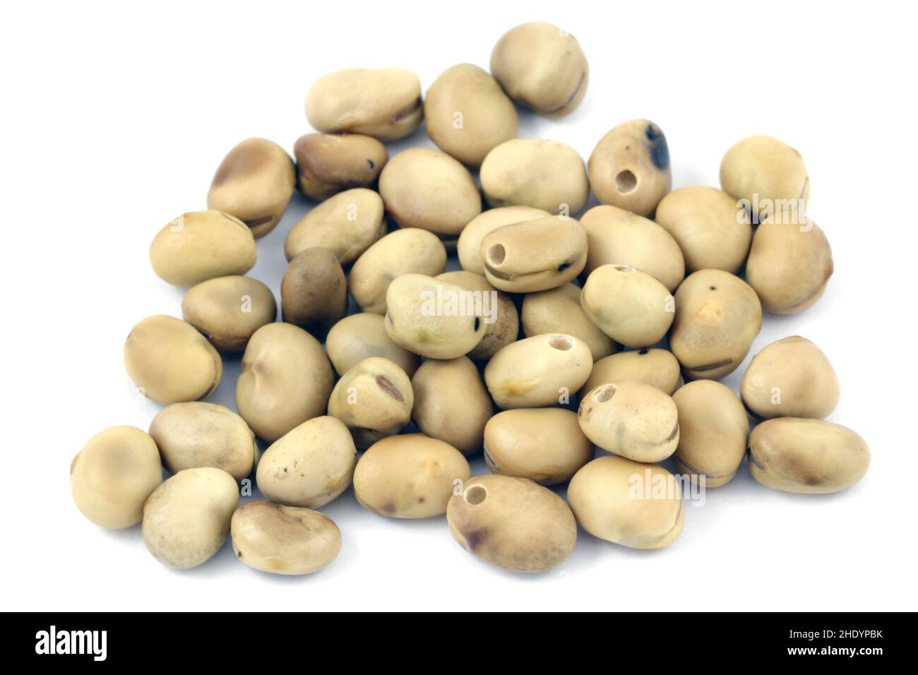 Broad bean damaged by Bruchus rufimanus, commonly known as the broad ...