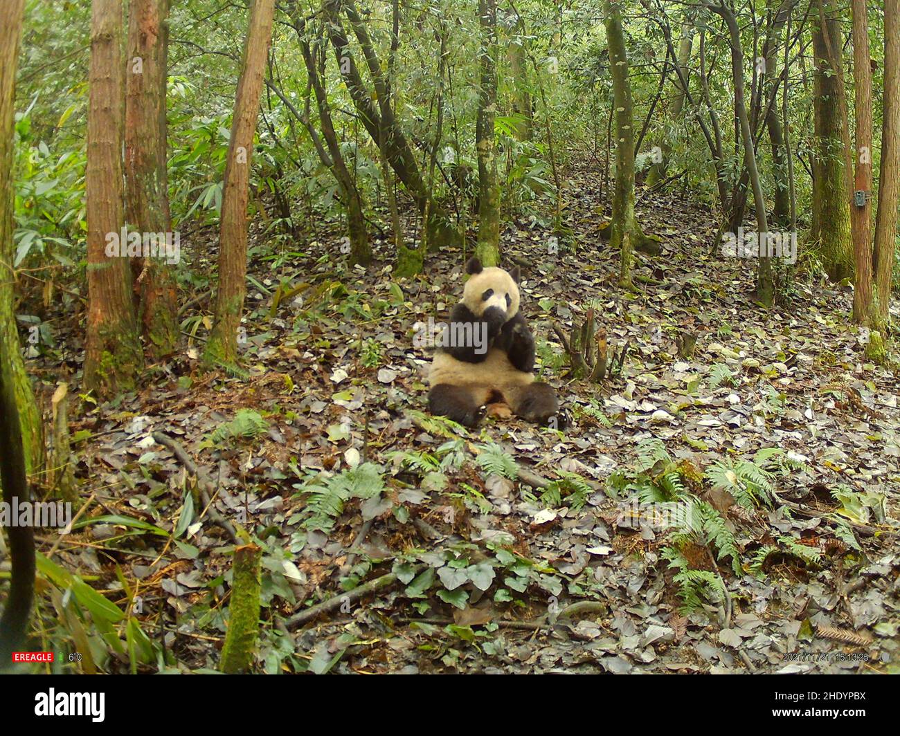 Chengdu. 7th Jan, 2022. Photo taken by an infrared camera on Nov. 21 ...
