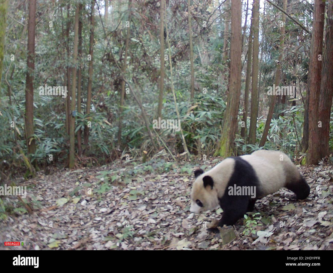 Chengdu. 7th Jan, 2022. Photo taken by an infrared camera on Nov. 23, 2021 shows a giant panda ...