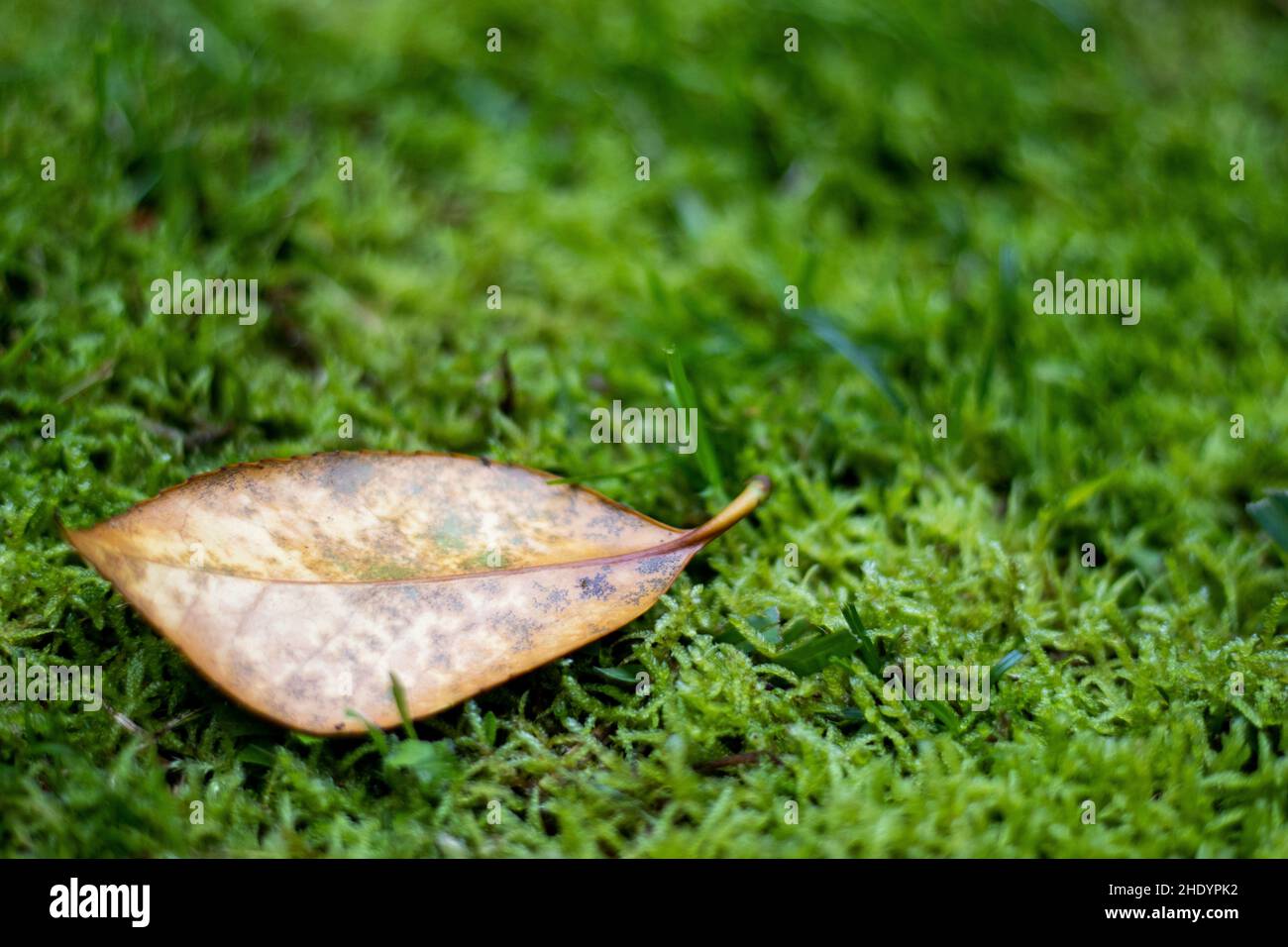 Green moos, background, cute and fresh, one leave on ground Stock Photo ...