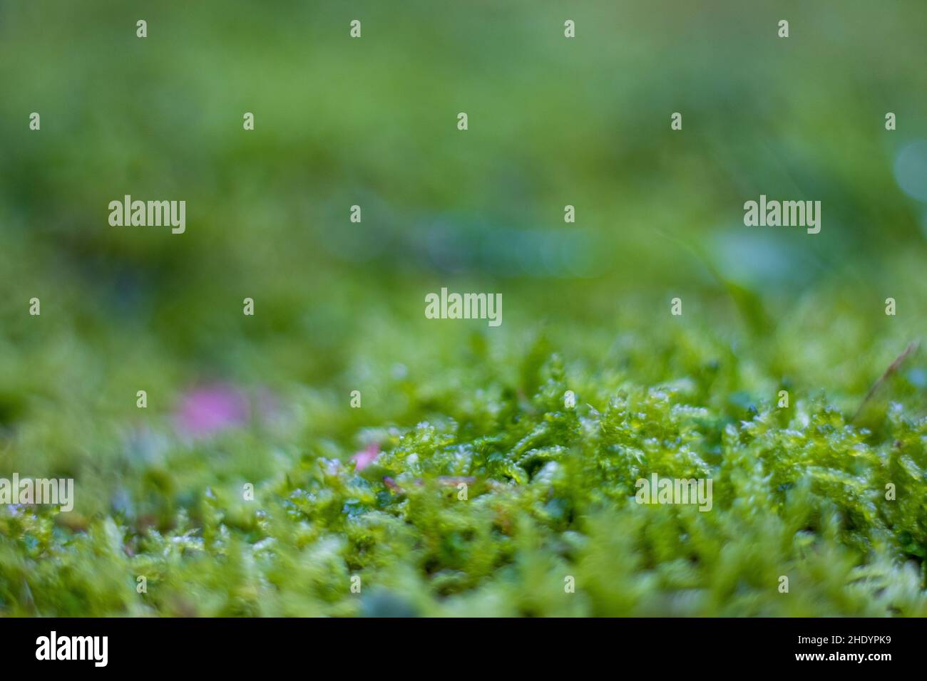 Green moos, background, cute and fresh Stock Photo - Alamy