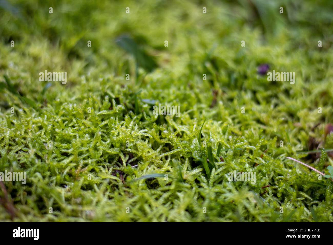 Green moos, background, cute and fresh Stock Photo - Alamy
