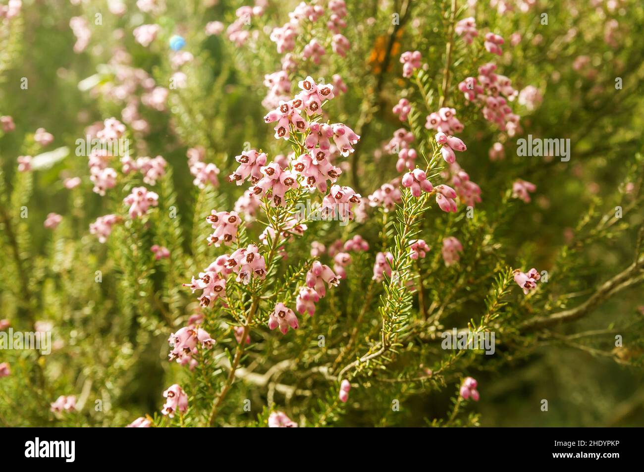 Pink flowers of heather Calluna Vulgaris in spring in Spain Stock Photo ...