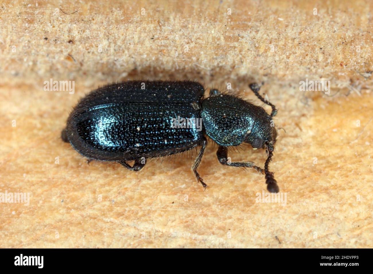 Necrobia violacea, is a species of predatory beetle, in the family ...