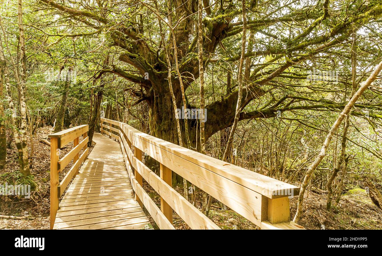 Wooden Footbridge Through The Forest Of El Tejedelo Teixedelo Taxus wooden-footbridge-through-the-forest-of-el-tejedelo-teixedelo-taxus